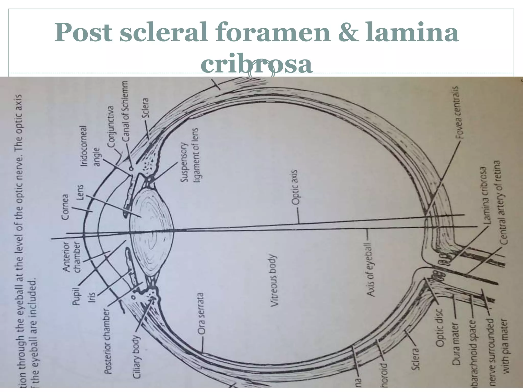 Anatomy of Sclera | PPTX