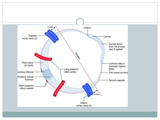 Anatomy of Sclera | PPTX