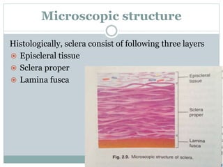 Anatomy of Sclera | PPTX