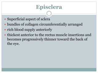 Anatomy of Sclera | PPTX