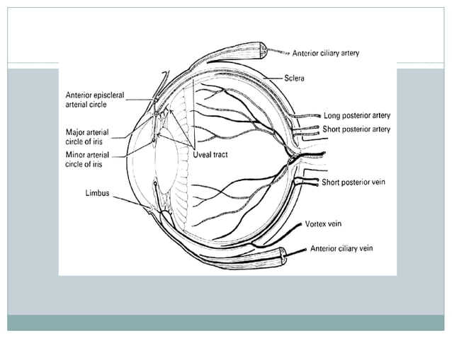 Anatomy of Sclera | PPTX