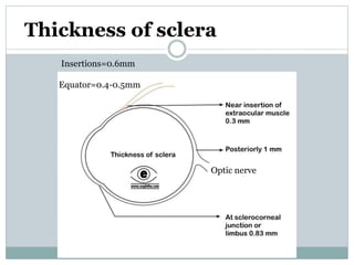 Anatomy of Sclera | PPTX