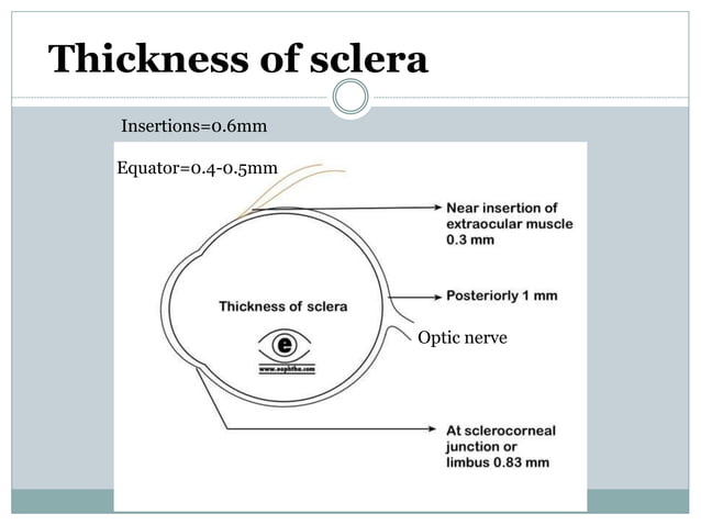 Anatomy Of Sclera Pptx