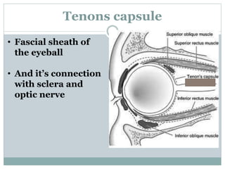 Anatomy of Sclera | PPTX