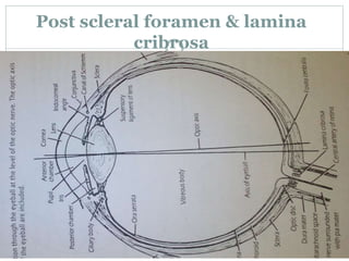 Anatomy of Sclera | PPTX