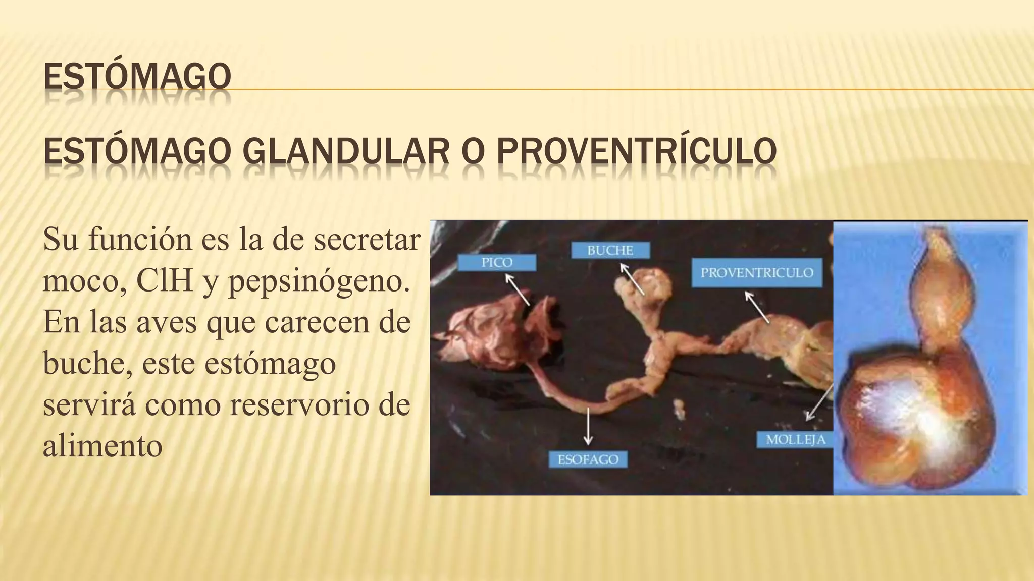 Sistema digestivos de las aves | PPTX