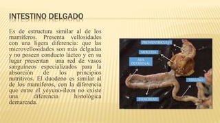 Sistema digestivos de las aves | PPTX