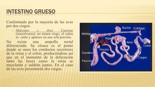 Sistema digestivos de las aves | PPTX