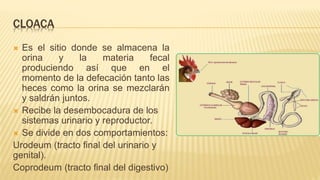 Sistema digestivos de las aves | PPTX
