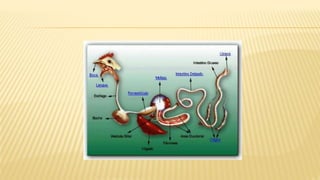 Sistema digestivos de las aves | PPTX