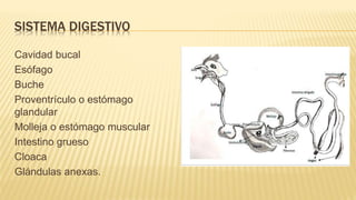 Sistema digestivos de las aves | PPTX