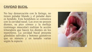 Sistema digestivos de las aves | PPTX