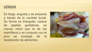 Sistema digestivos de las aves | PPTX