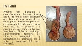 Sistema digestivos de las aves | PPTX