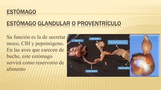 Sistema digestivos de las aves | PPTX