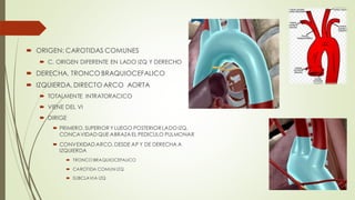 3. Arterias de Cabeza y Cuello | PDF