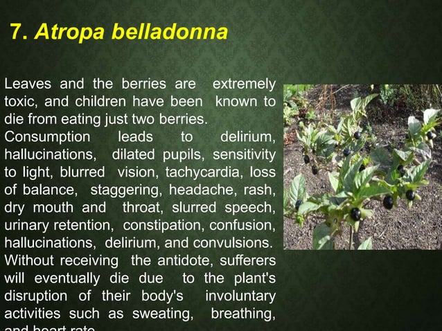 Toxic_Plants_and_Toxicological_Risk_of_Plant_Dugs | PPTX | Illegal ...