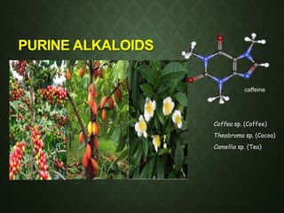 Toxic_Plants_and_Toxicological_Risk_of_Plant_Dugs | PPTX