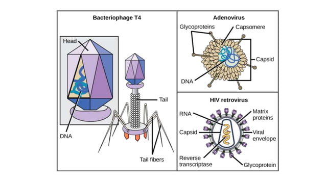 3. structure of viruses | PPTX | Biological Sciences | Science