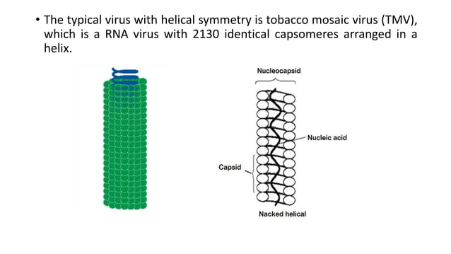 3. structure of viruses | PPTX | Biological Sciences | Science
