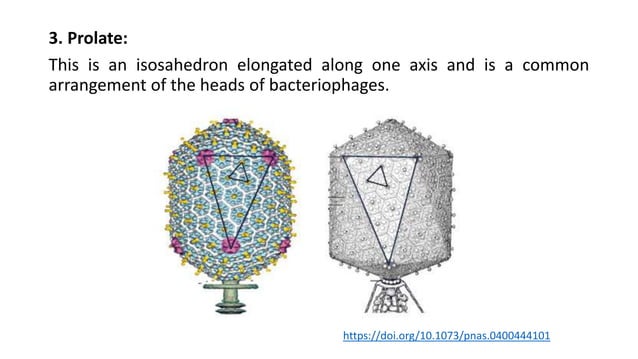 3. structure of viruses | PPTX | Biological Sciences | Science