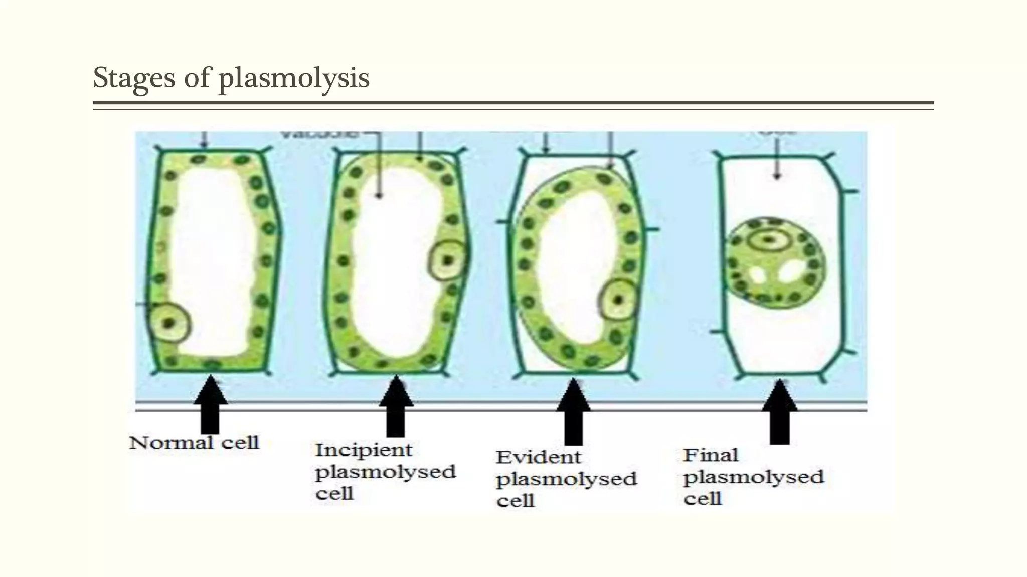 DPD, Water potential, Plasmolyses & Imbibition | PPTX