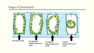 DPD, Water potential, Plasmolyses & Imbibition | PPTX