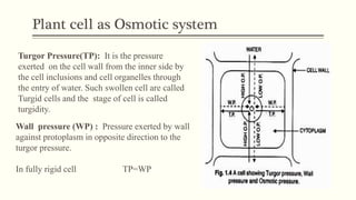 DPD, Water potential, Plasmolyses & Imbibition | PPTX