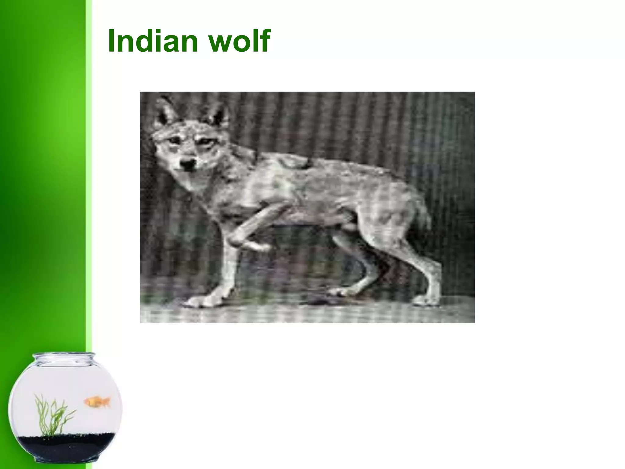 Biodiversity at global, national & local level and Types of Species | PPTX