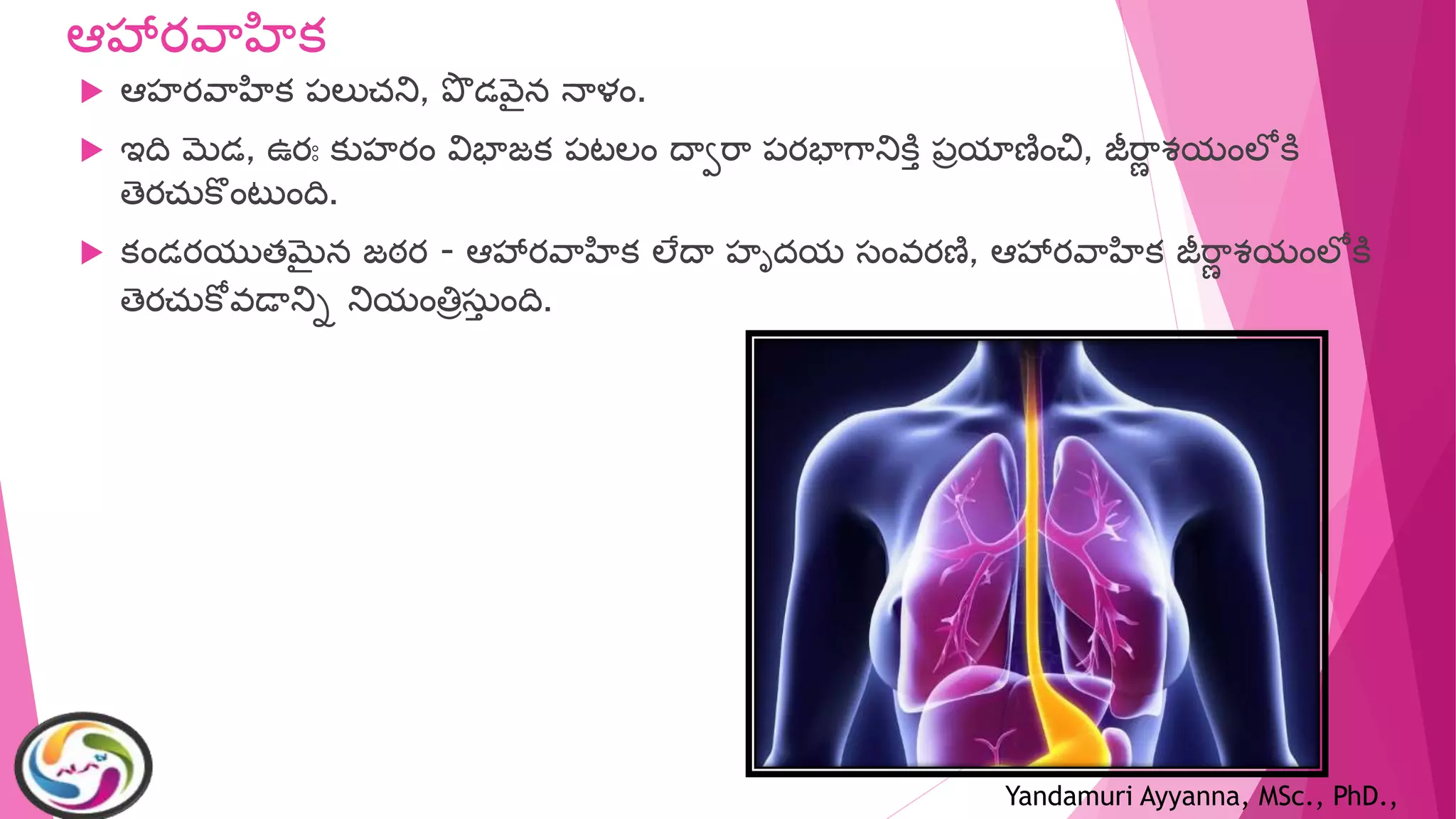 Human digestive system | PPT