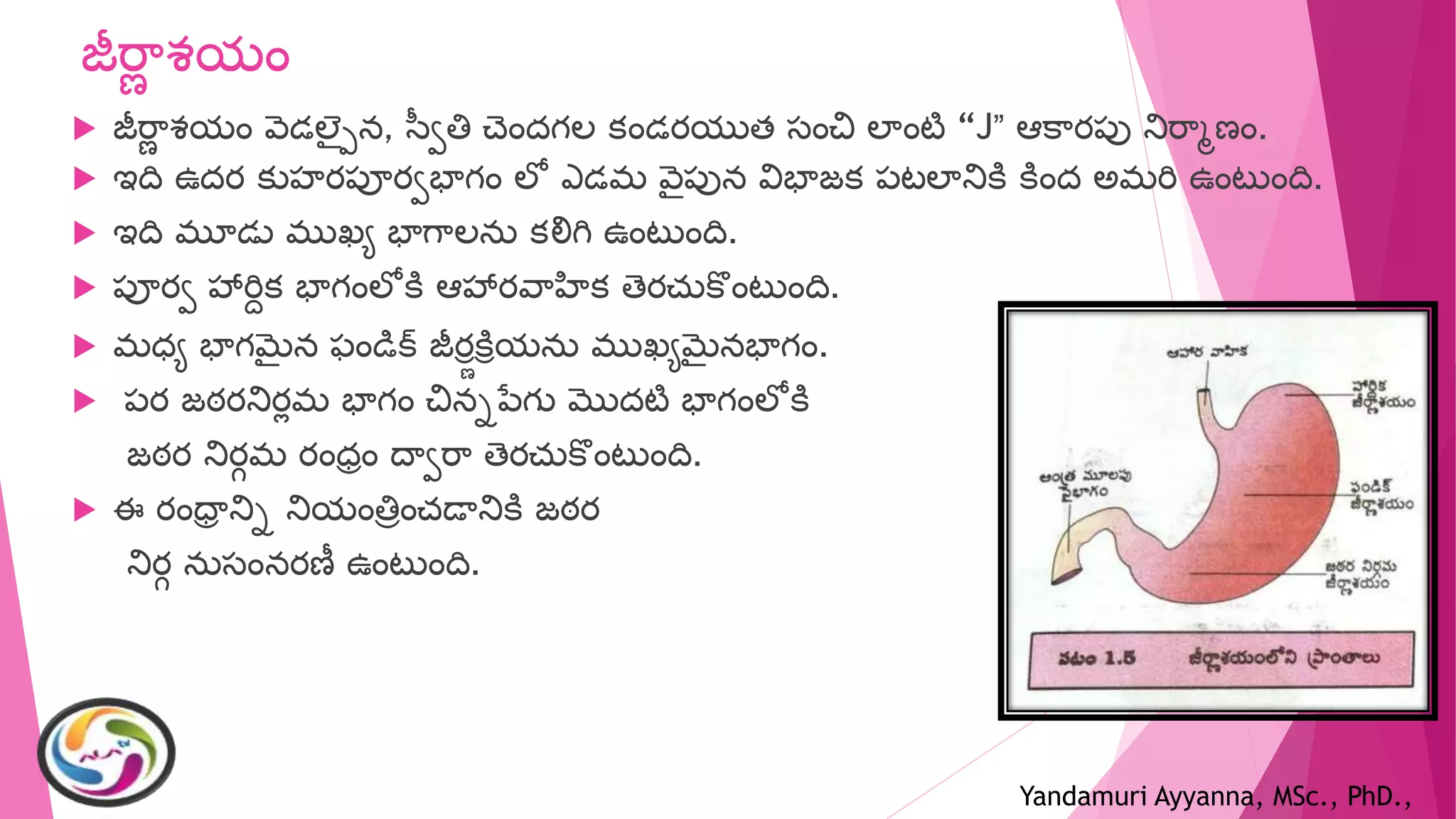 Human digestive system | PPT