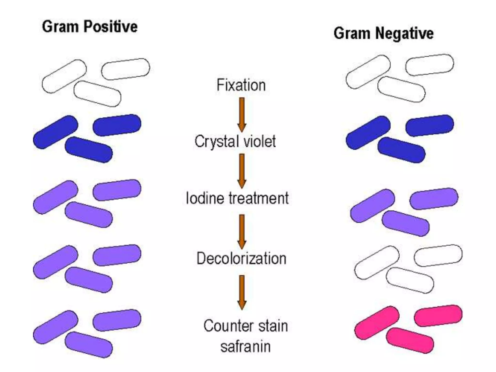 3. gram staining_01 | PPT