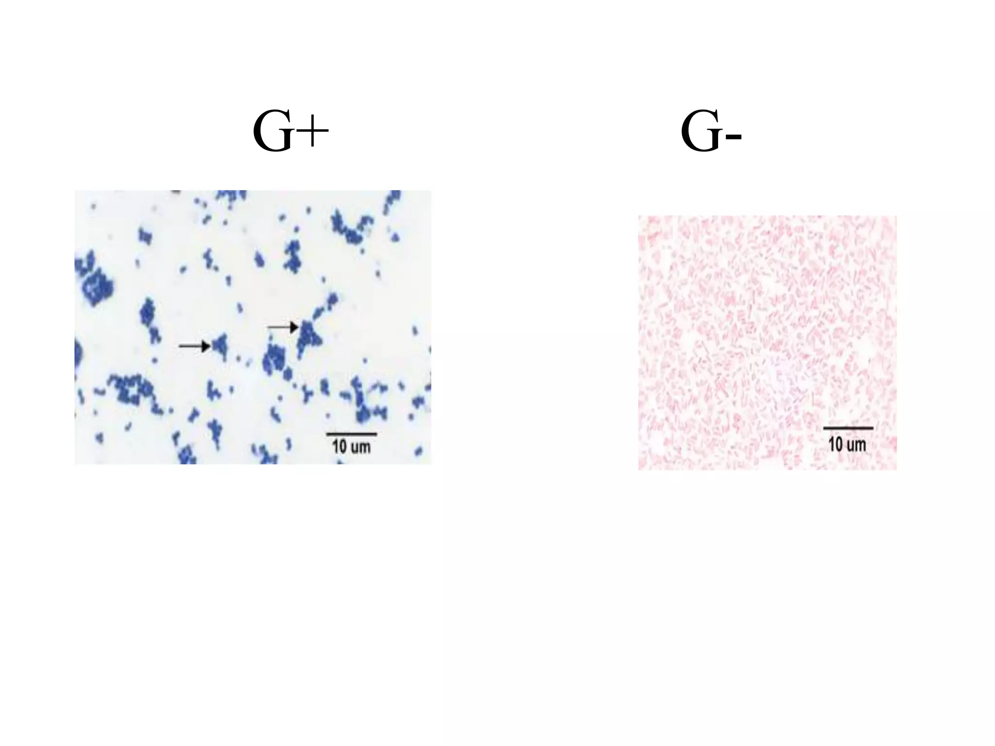 3. gram staining_01 | PPT