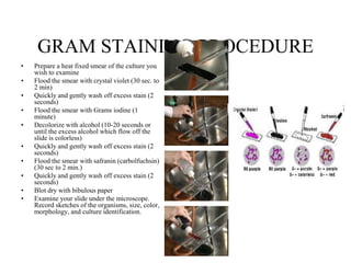 3. gram staining_01 | PPT