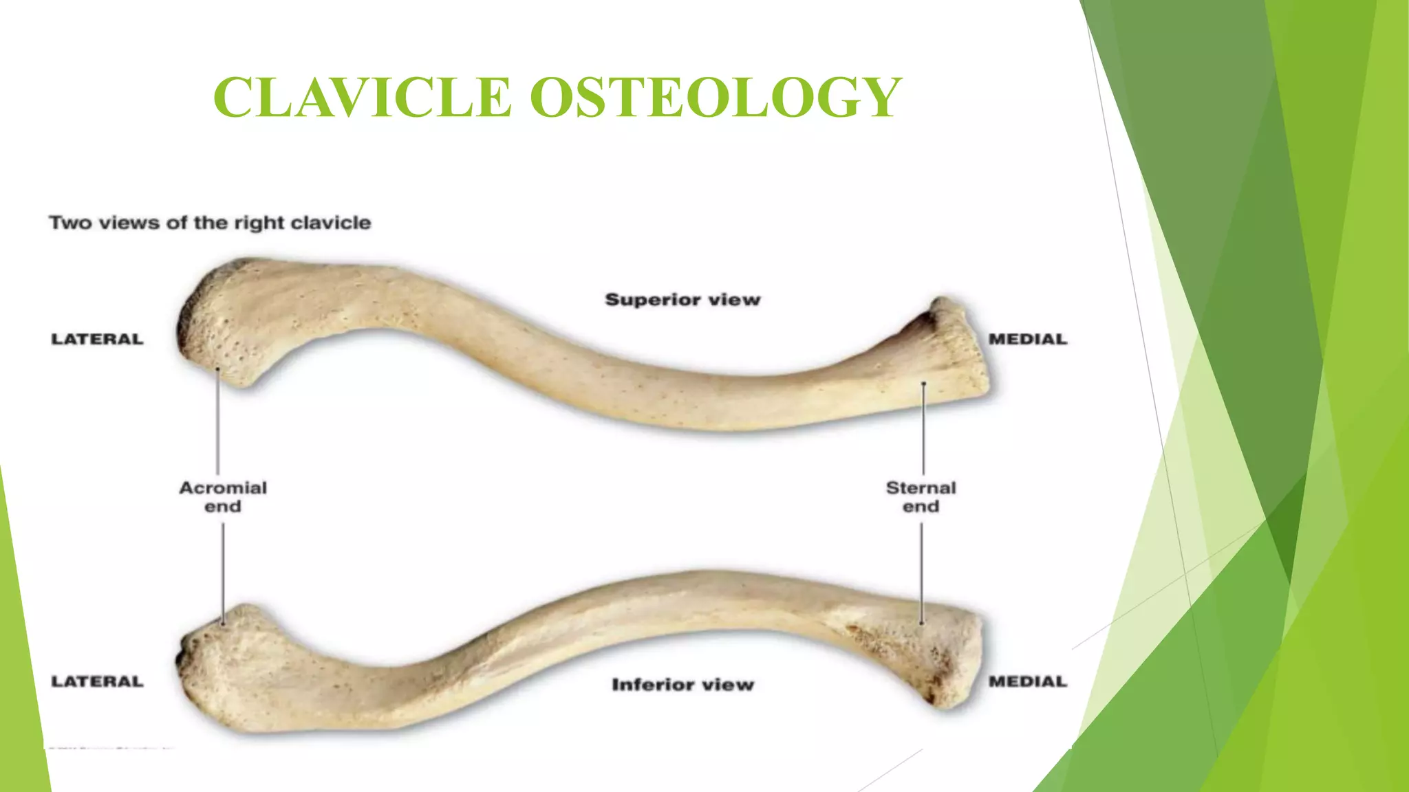 Clavicle fracture and its management | PPTX