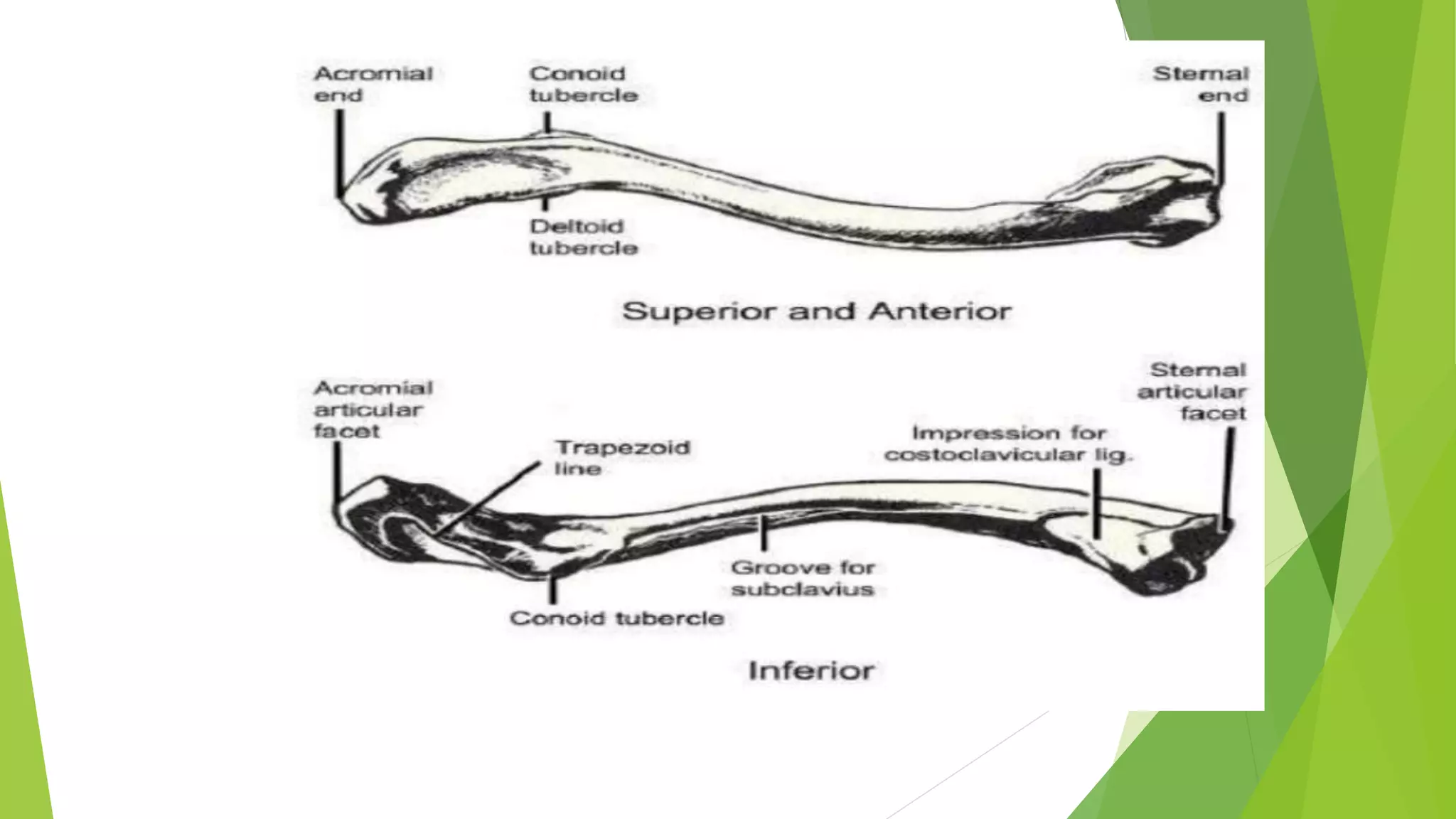 Clavicle fracture and its management | PPTX