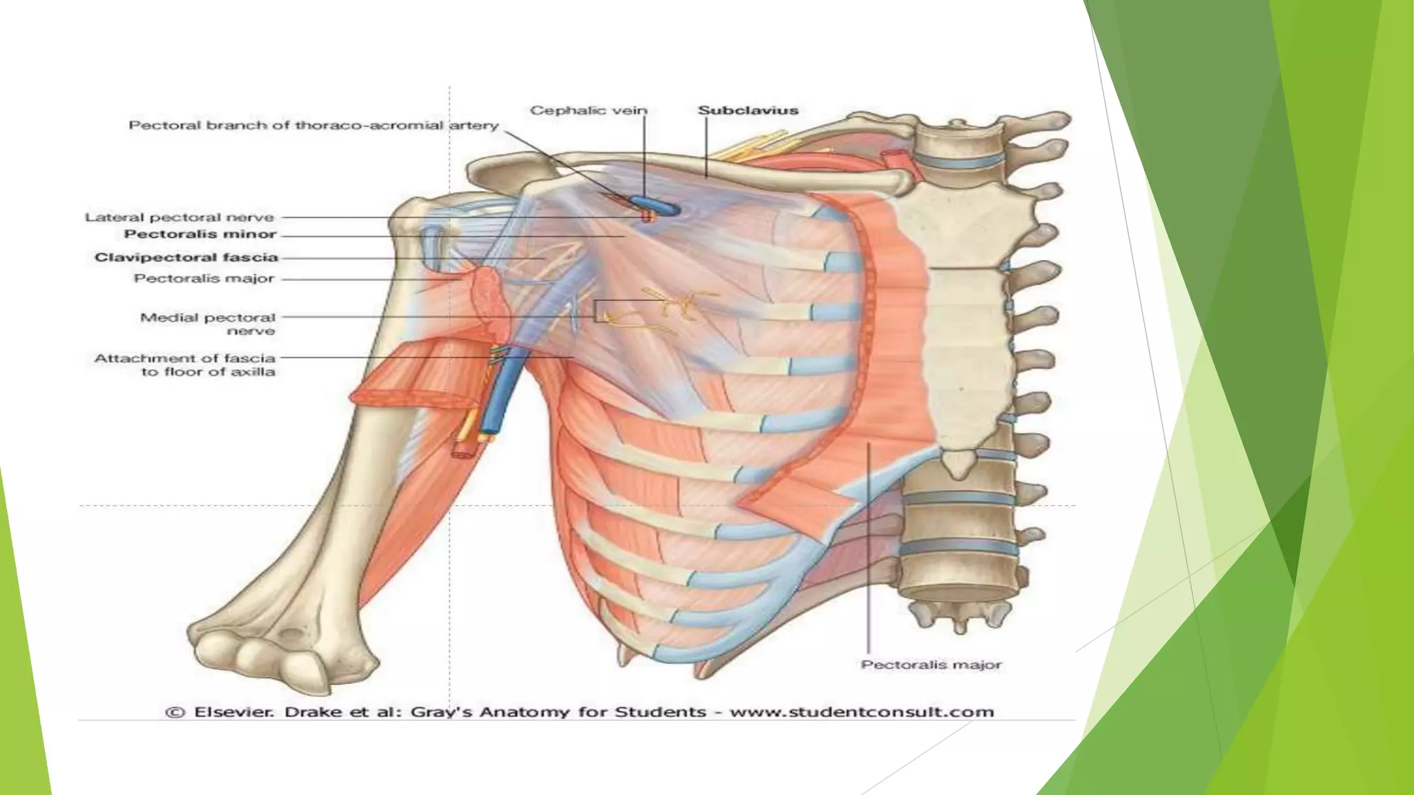 Clavicle fracture and its management | PPTX