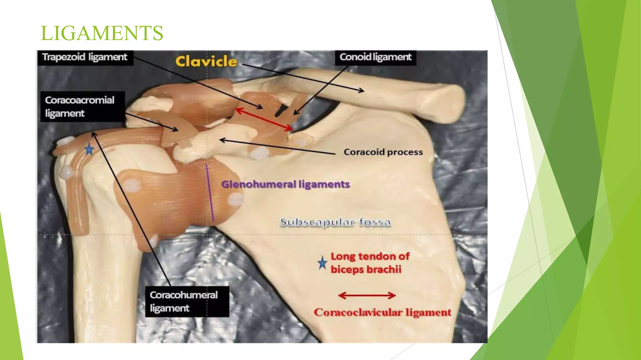Clavicle fracture and its management | PPTX