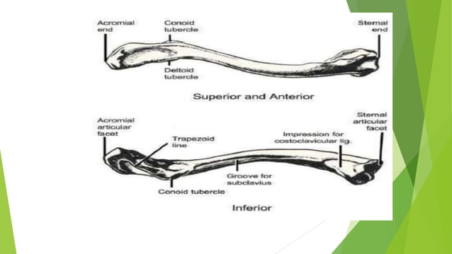 Clavicle fracture and its management | PPTX | Death, Injury, or ...
