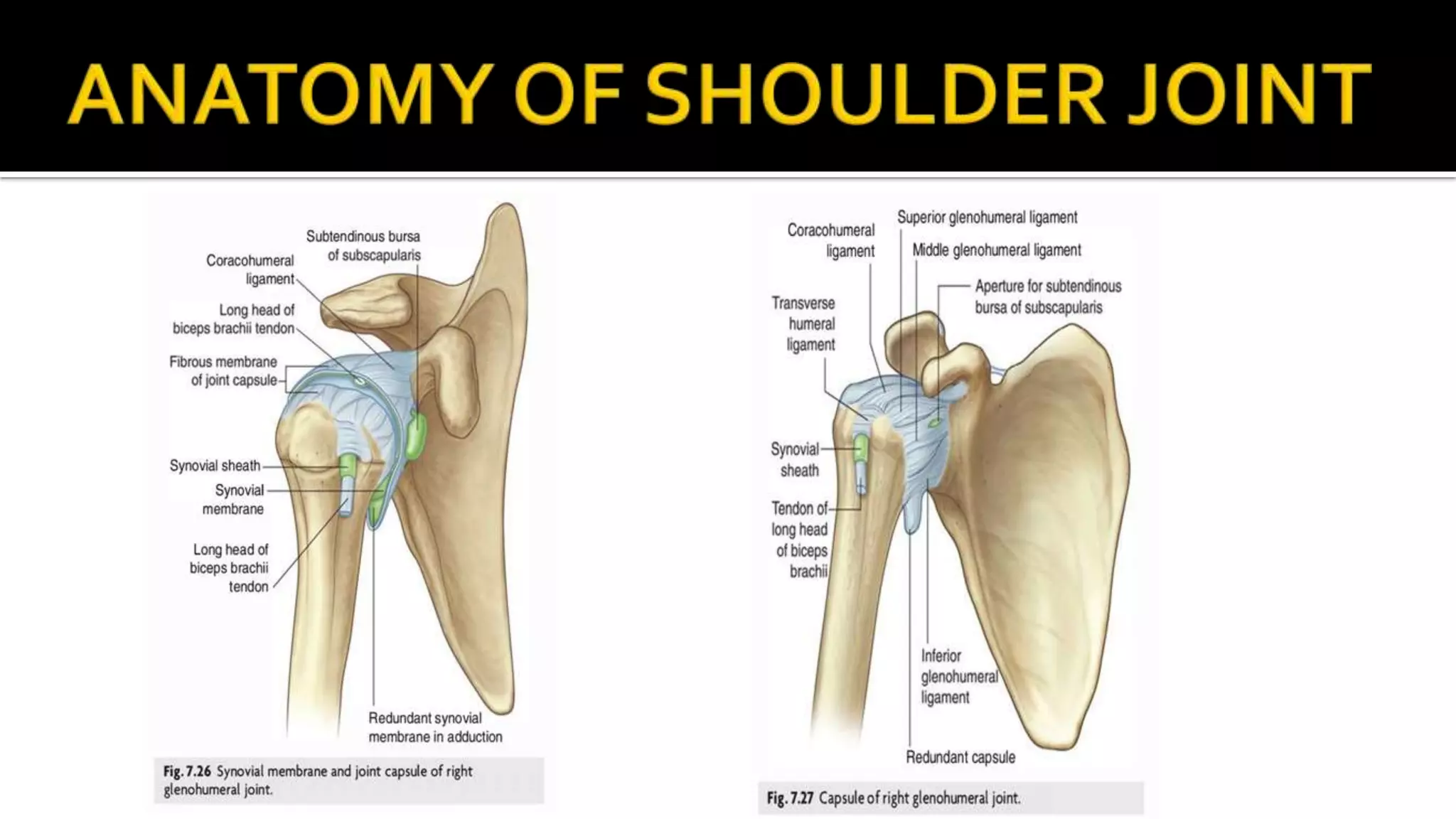 Shoulder dislocation | PPTX