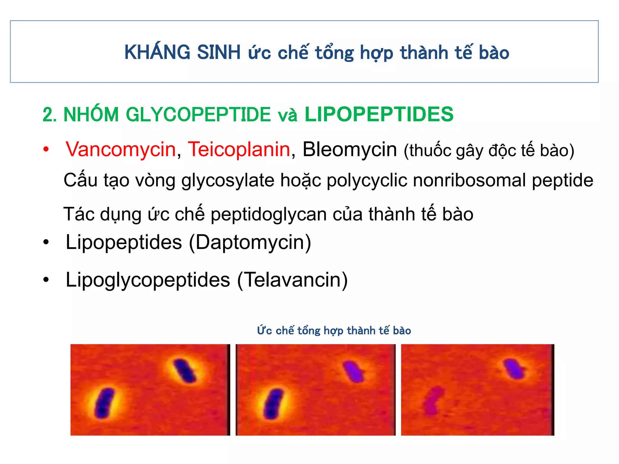 Khái niệm cơ bản về kháng sinh - 2019 - Đại học Y dược TPHCM | PPTX
