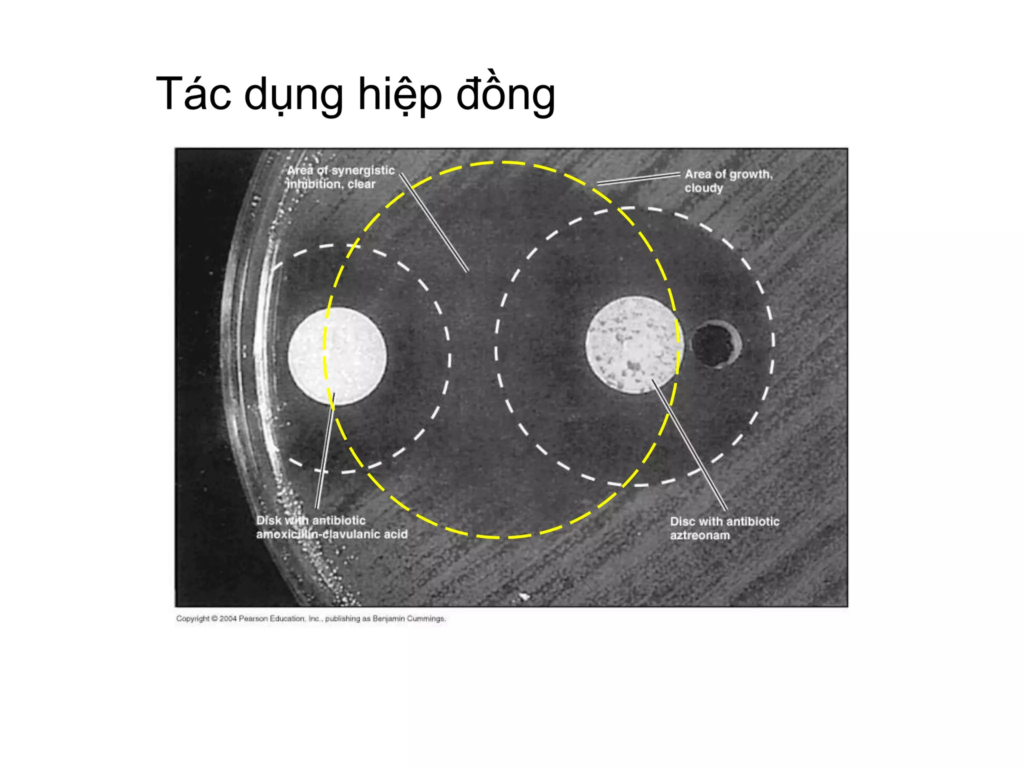 Khái niệm cơ bản về kháng sinh - 2019 - Đại học Y dược TPHCM | PPTX