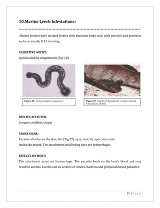 Prevention of fish parasitic disease _Syekat | PDF