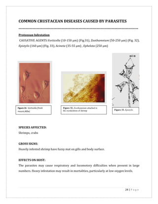 Prevention of fish parasitic disease _Syekat | PDF