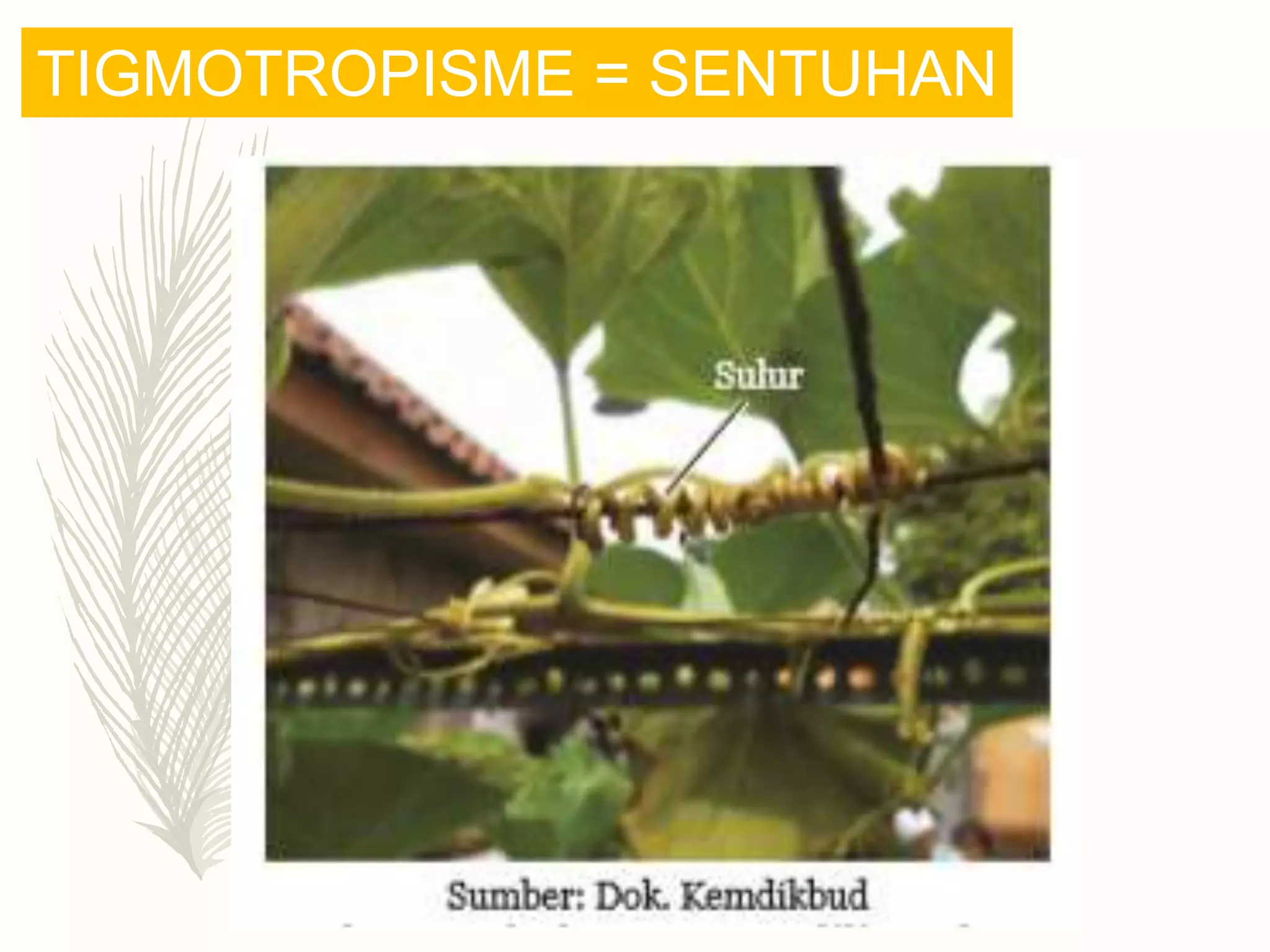 Sistem Gerak Tumbuhan | PPT