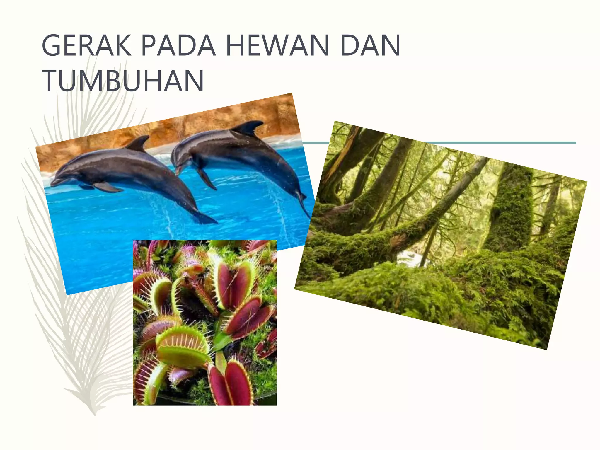 Sistem Gerak Tumbuhan | PPT