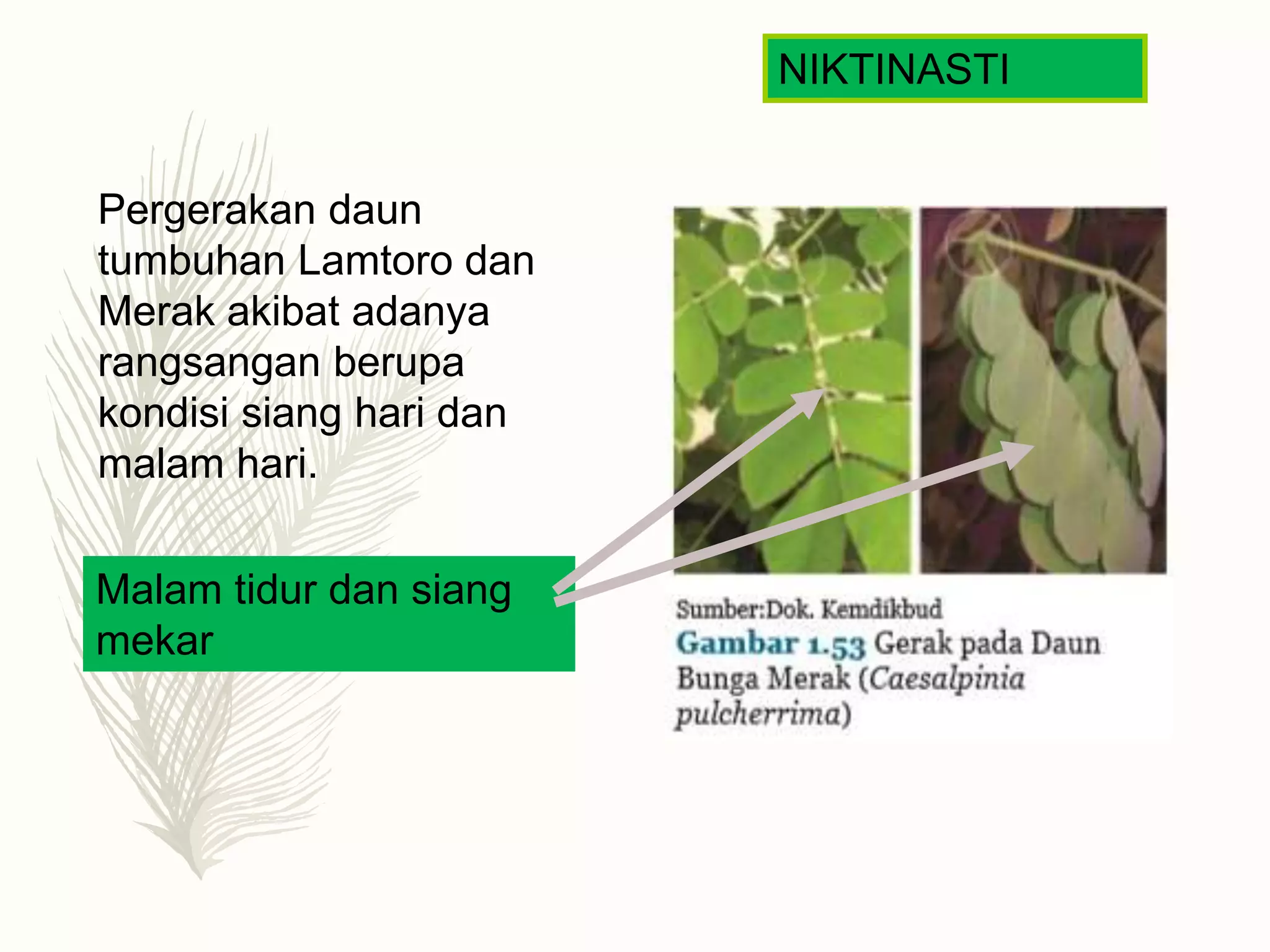 Sistem Gerak Tumbuhan | PPT