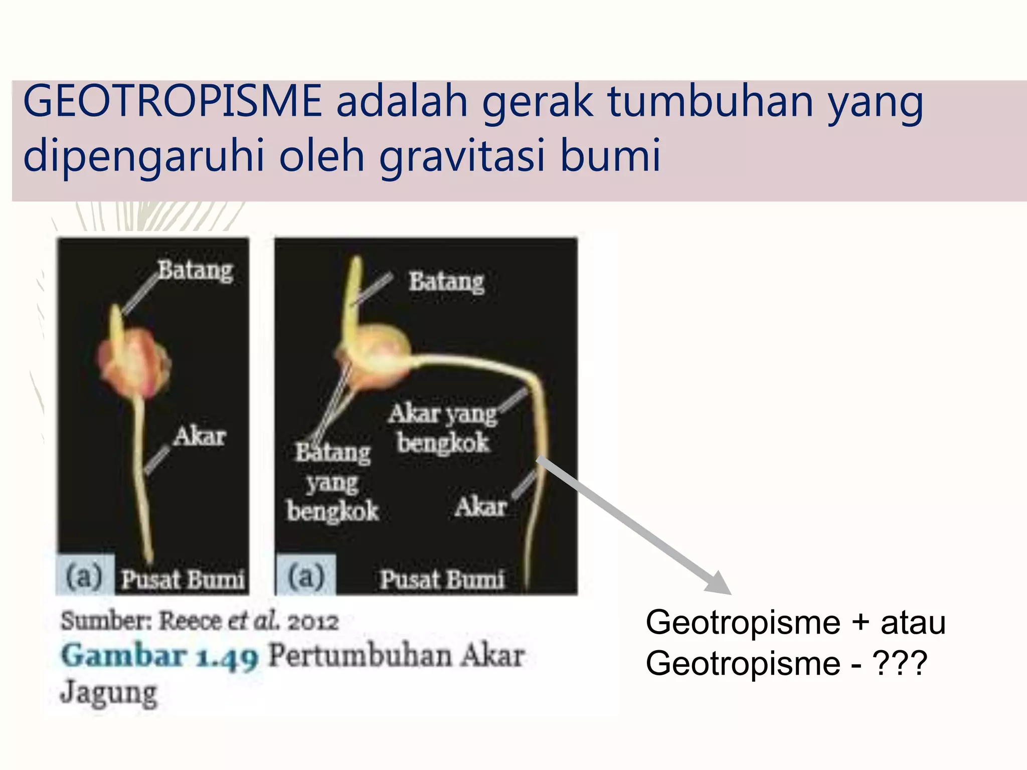 Sistem Gerak Tumbuhan | PPT