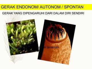 Sistem Gerak Tumbuhan | PPT