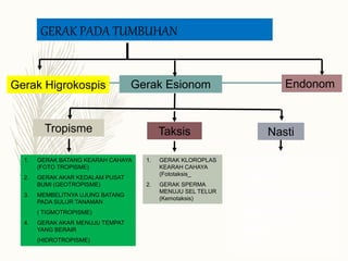 Sistem Gerak Tumbuhan | PPT